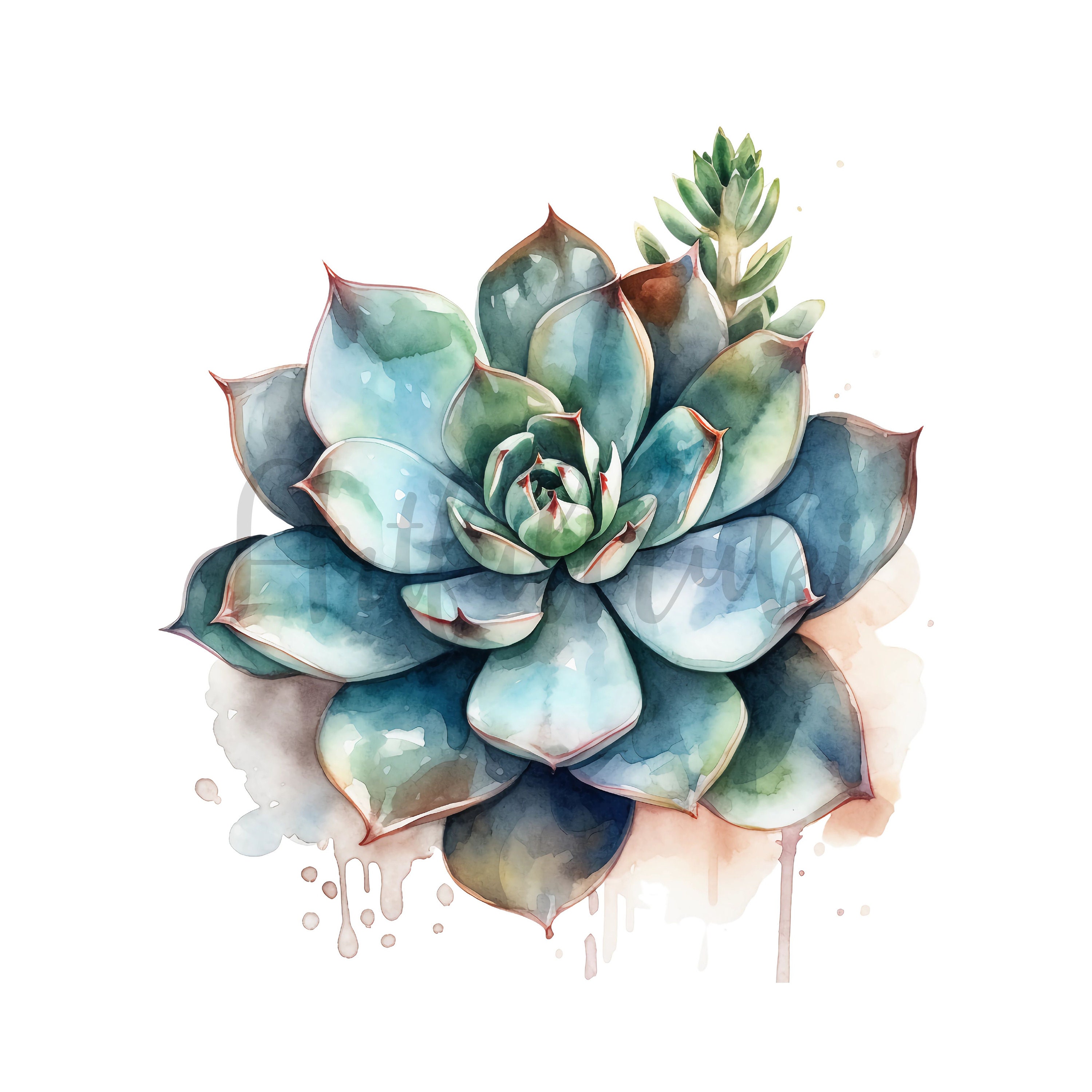 Watercolor Succulent Clipart Set Beautiful Graphics for - Etsy