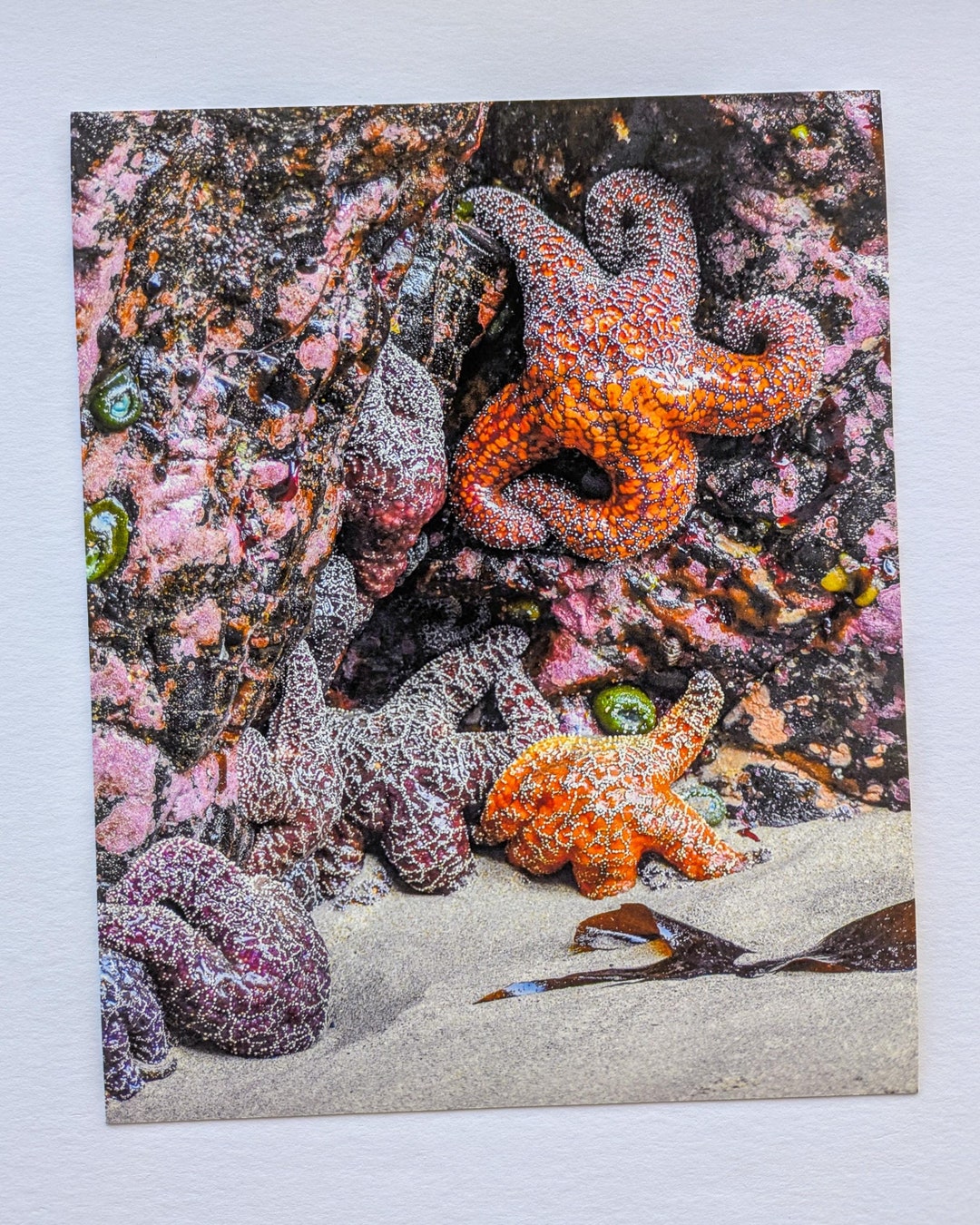 Starfish Giclée Print, Sea Creature Photo, Oregon Coast Photography - Etsy