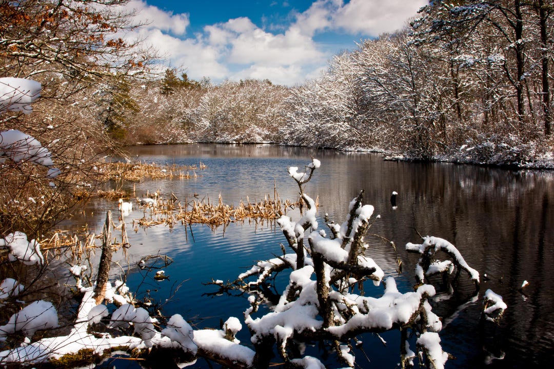Winter Scene, Four Ponds, Pond, Snow, Snow Scene, Cape Cod, Cape Cod in ...