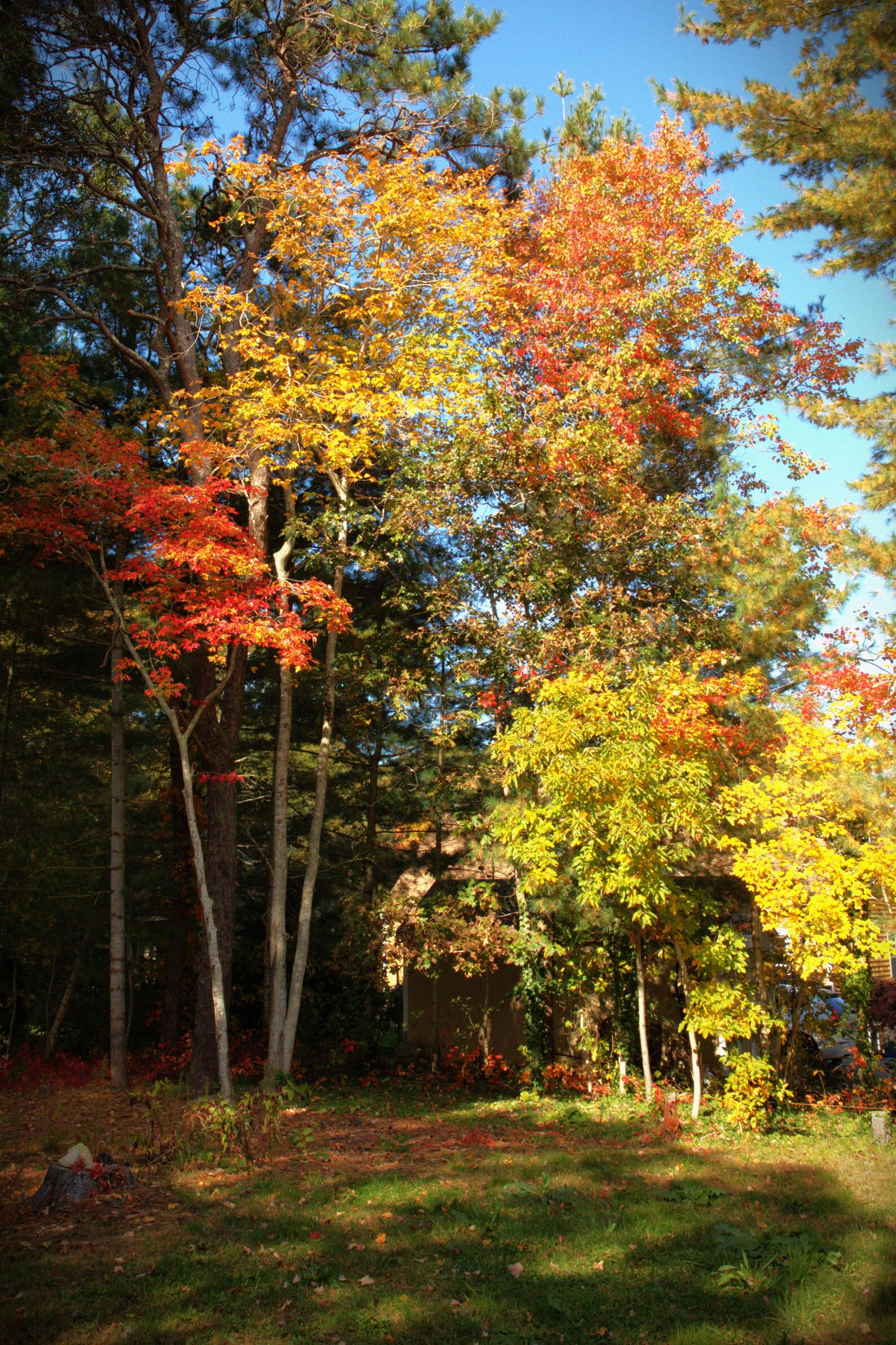 Fall, Fall Scenes, Fall Trees, Cape Cod, Canvas Print, Photography ...