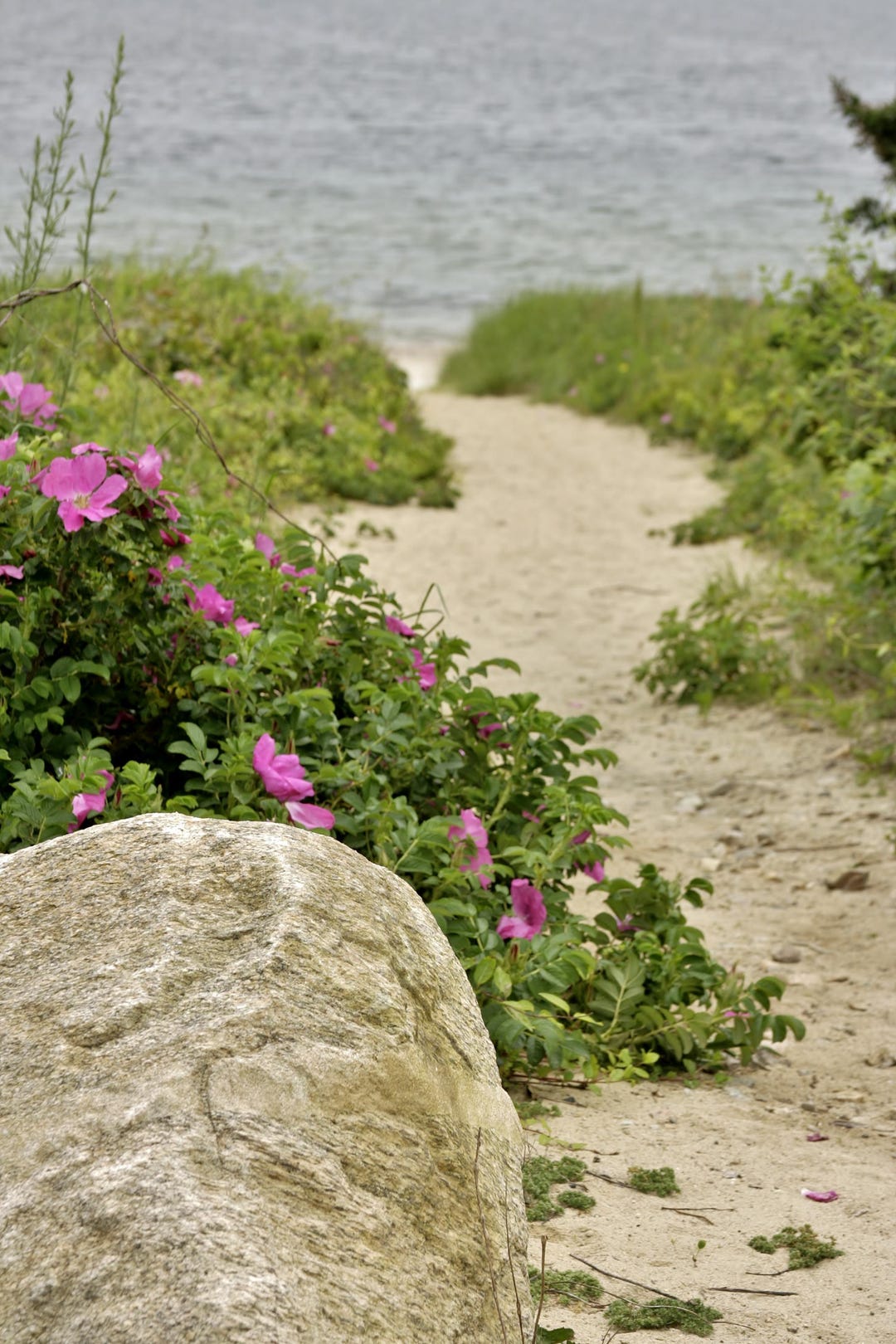 Beaches, Rosa Rigosa, Beach Roses, Beach Walk, on the Way to the Beach ...