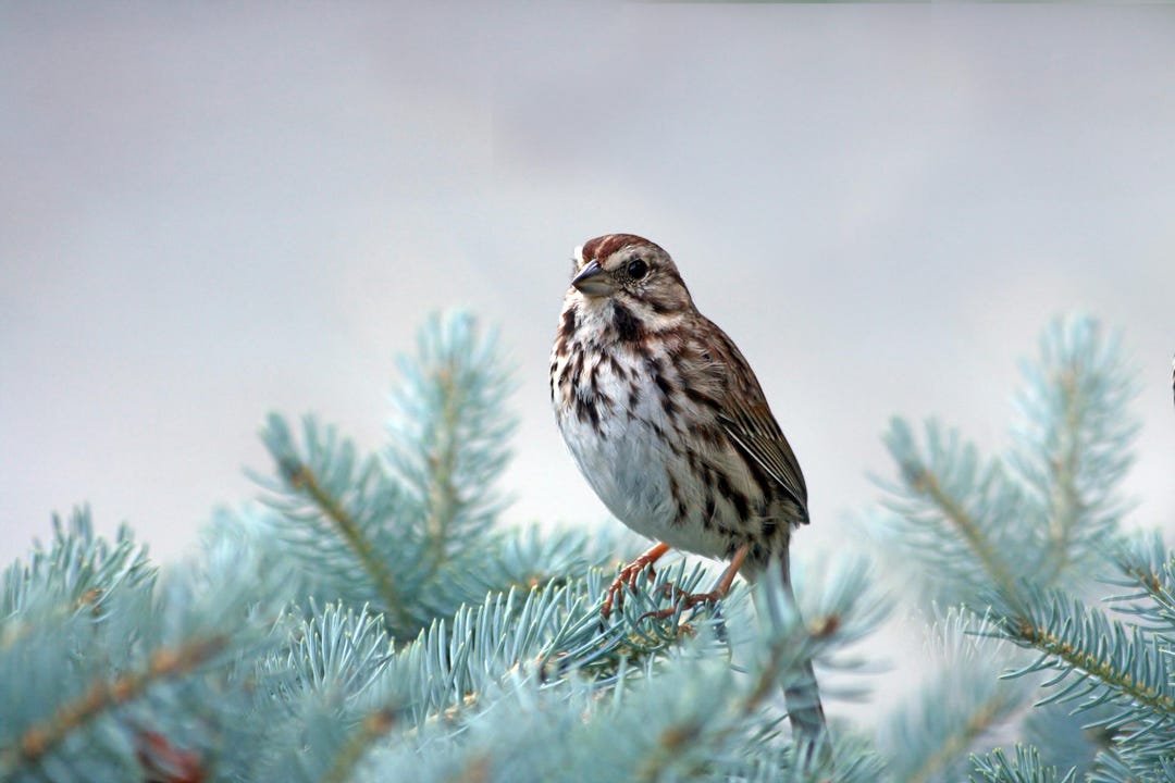 Sparrow, Birds, Songbirds, Blue Spruce, Canvas Print, Photography ...