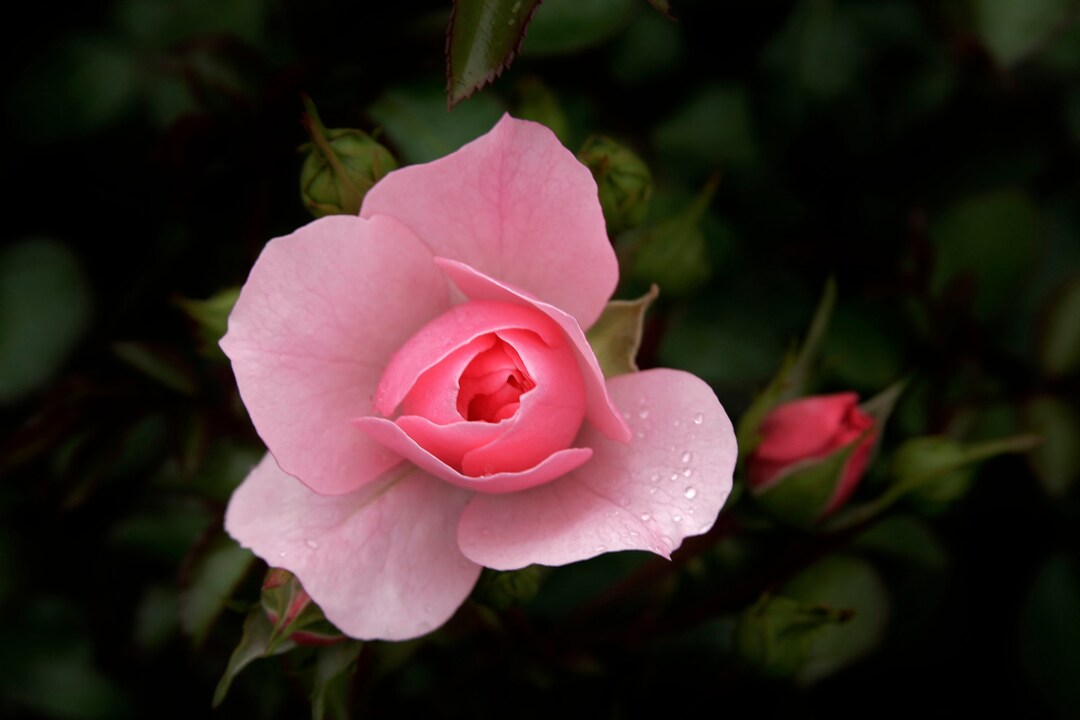 Pink Hybrid Tea Rose, Pink Rose, Rose /w Bud, Rose Pearls, Rose After ...
