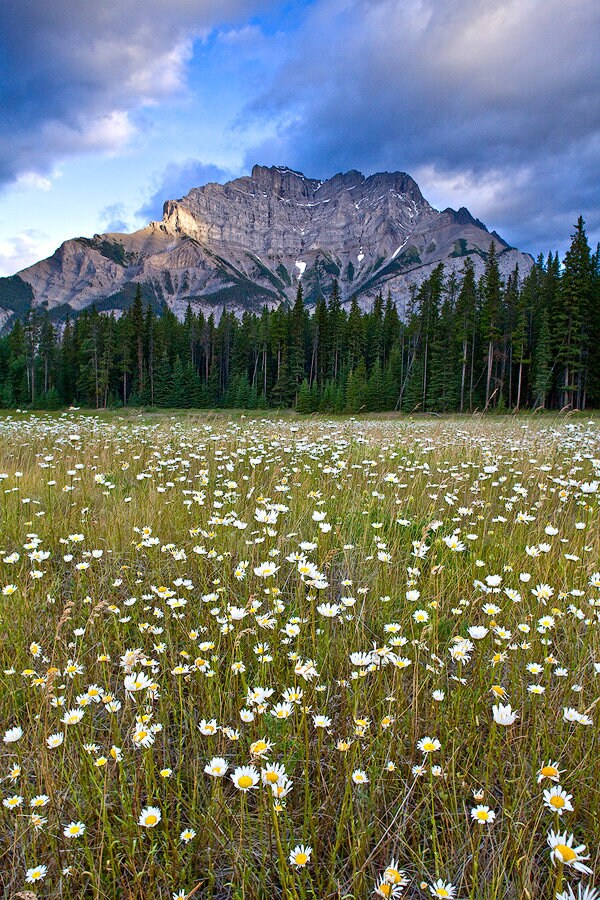 Cascade Mountain Banff National Park Original Signed Fine Art ...