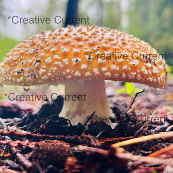 Mushroom Stool - Etsy
