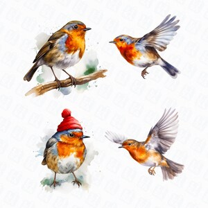 Watercolor Robin Png - Watercolor Bird Clipart, Collage Images, Garden ...