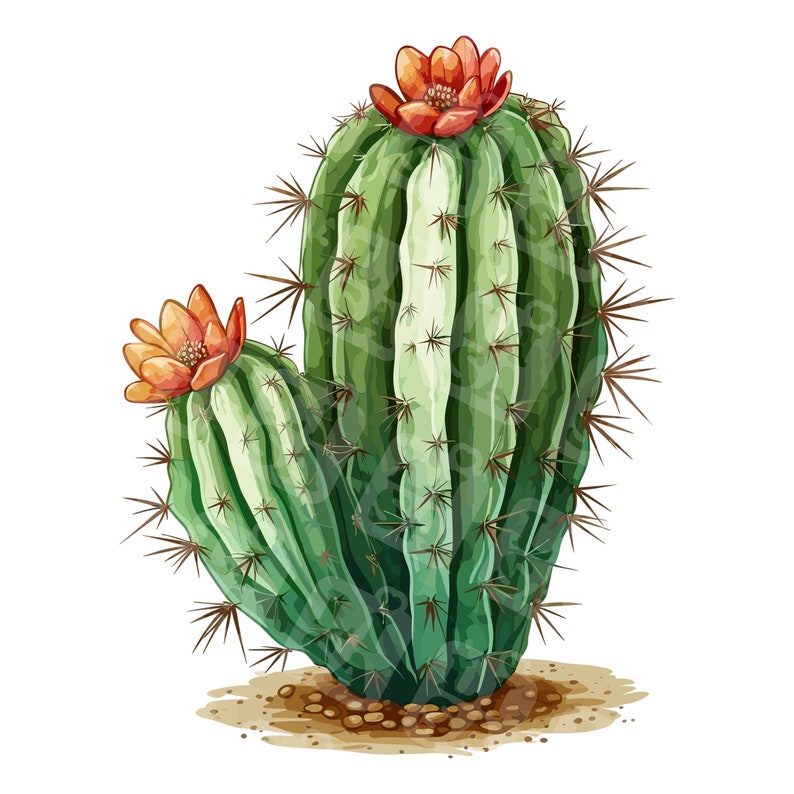 30 Watercolor Cactus Png. Watercolor Succulent Clipart. - Etsy
