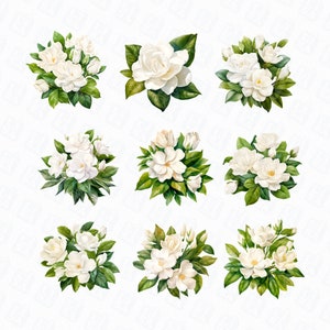 Watercolor Gardenia Png - White Flower Clipart, Gardenia Flower Png ...