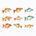 Watercolor Freshwater Fish Png - Fishing Png, Fish Illustration ...