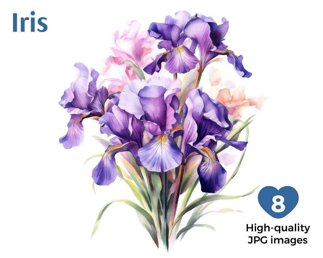 Watercolor Iris Clipart, 8 High Quality Jpgs, Iris Wall Art, Card ...