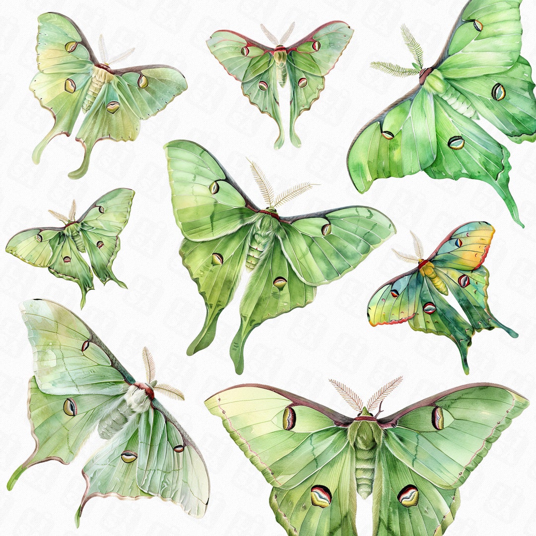 26 Luna Moth Png Clipart - Digital Moth Illustrations Luna Moth Designs ...