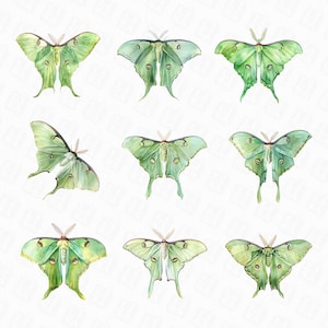 26 Luna Moth Png Clipart - Digital Moth Illustrations Luna Moth Designs ...