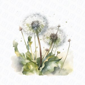 37 Watercolor Dandelion Print - Spring Wildflowers Images Scrapbooking ...