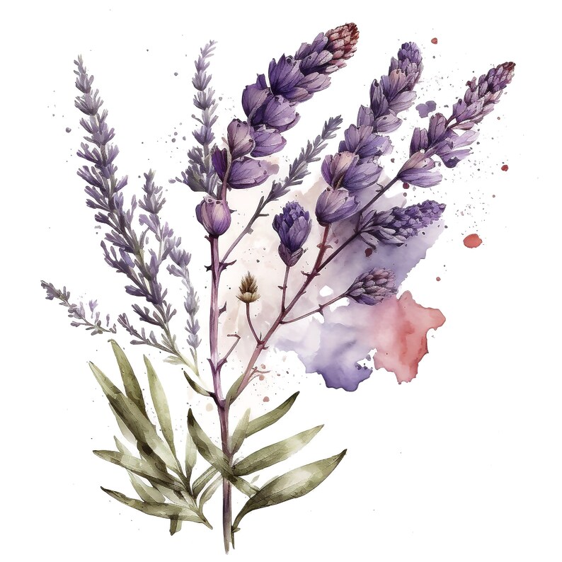 Watercolor Lavender Clipart 8 High Quality Jpgs Lavender - Etsy