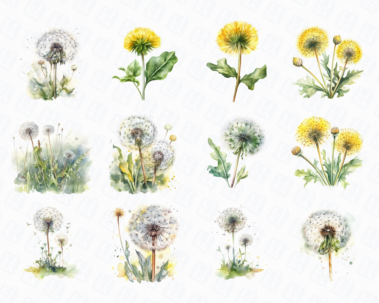 18 Watercolor Dandelion Clipart Spring Wildflowers Images - Etsy