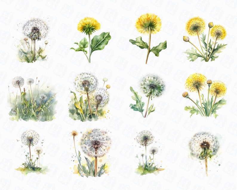 18 Watercolor Dandelion Clipart Spring Wildflowers Images - Etsy