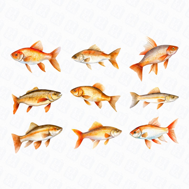 Watercolor Freshwater Fish Png Fishing Png Fish - Etsy