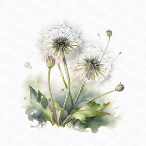 37 Watercolor Dandelion Print - Spring Wildflowers Images Scrapbooking ...