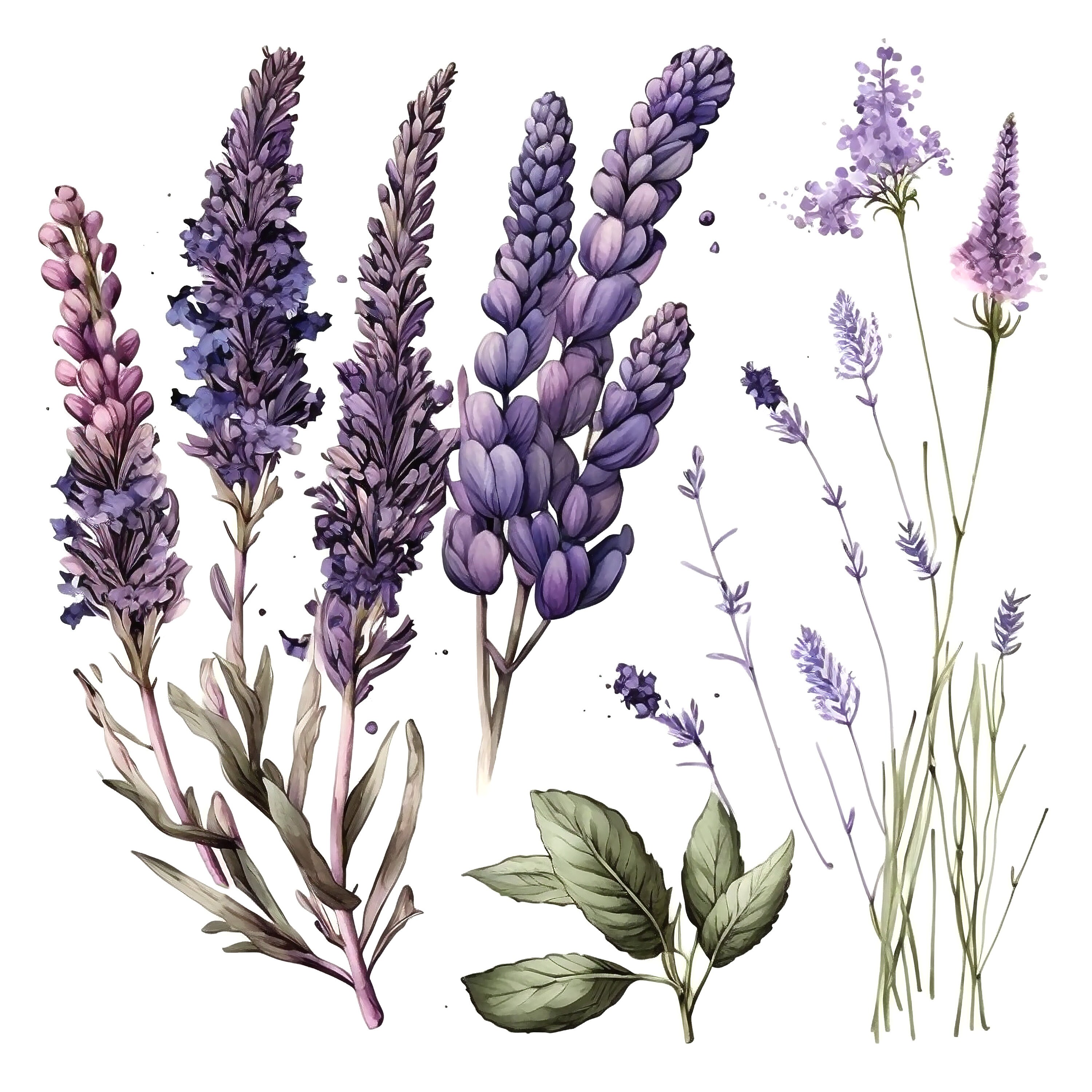 Watercolor Lavender Clipart 8 High Quality Jpgs Lavender - Etsy