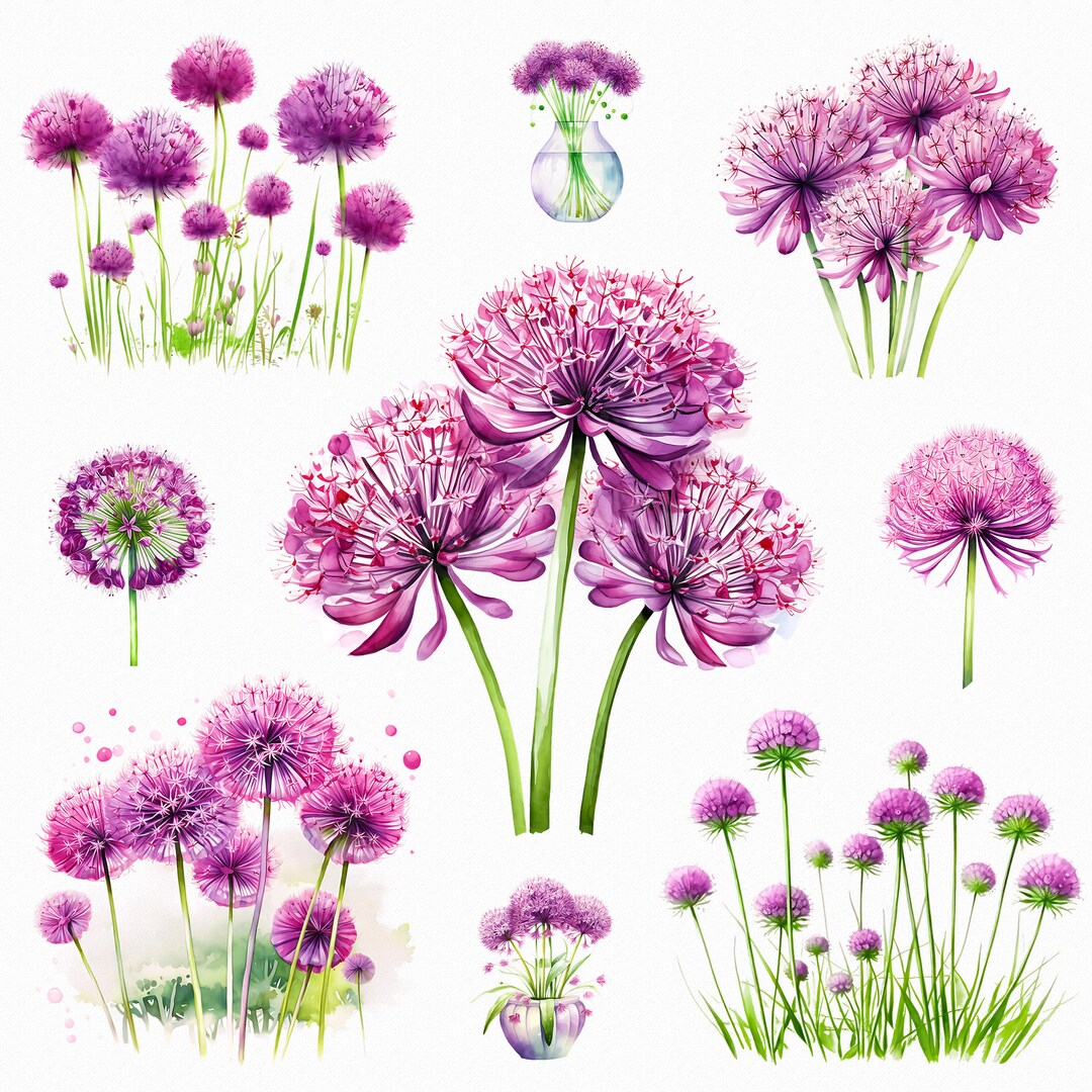 Watercolor Allium Png - Allium Clipart, Floral Clipart, Spring Flowers ...
