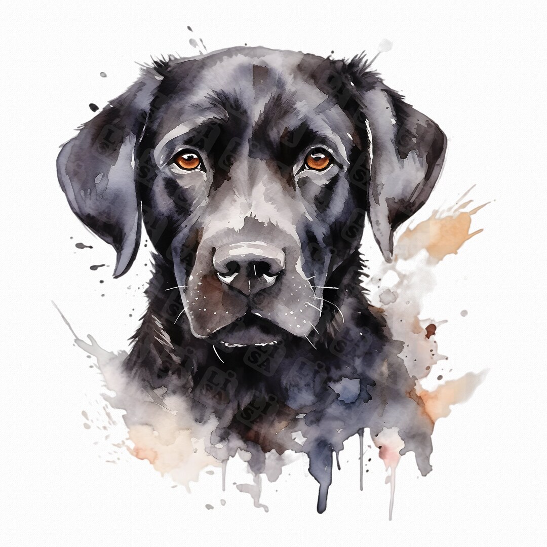 Cute Black Labrador Png - Portrait Labrador Retriever - Sublimation ...