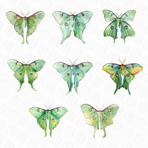 26 Luna Moth Png Clipart - Digital Moth Illustrations Luna Moth Designs ...