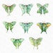 26 Luna Moth Png Clipart - Digital Moth Illustrations Luna Moth Designs ...