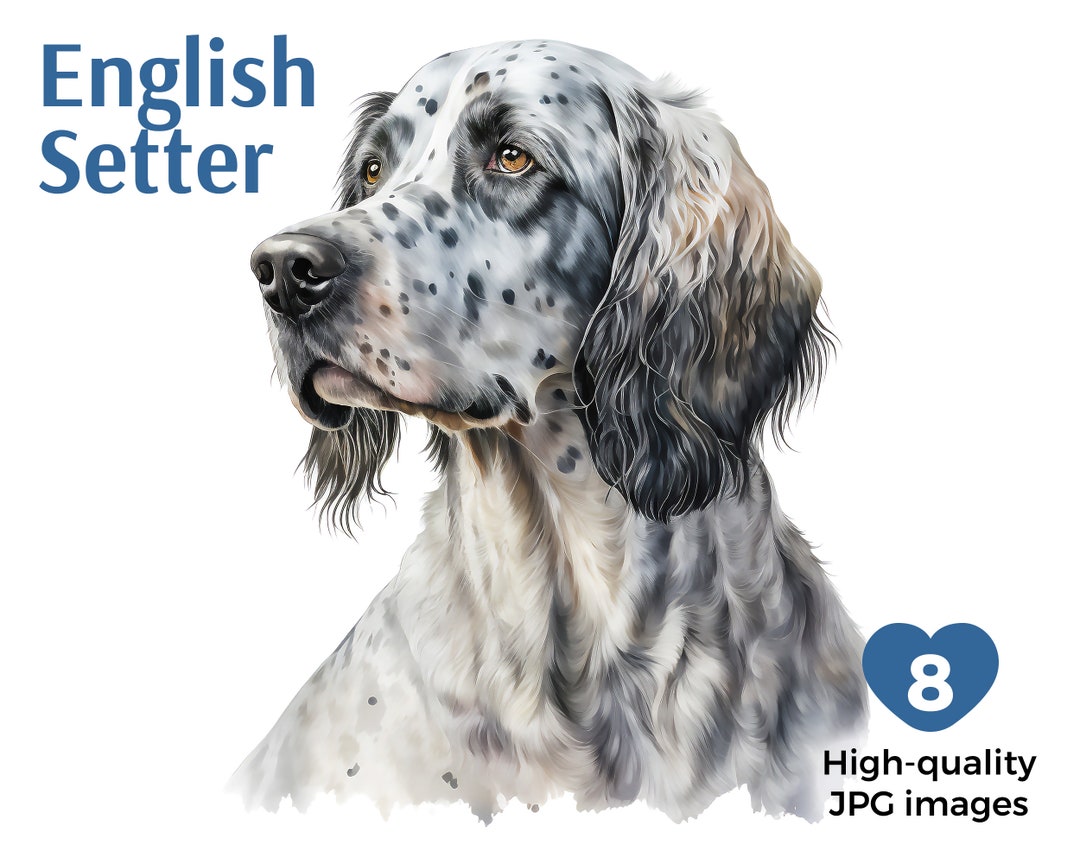 Watercolor English Setter Clipart, 8 High Quality Jpgs, English Setter ...