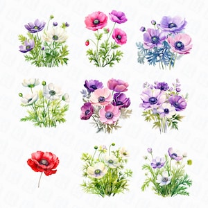 Watercolor Anemone Flower Png - Flower Illustration, Flowers Clipart ...