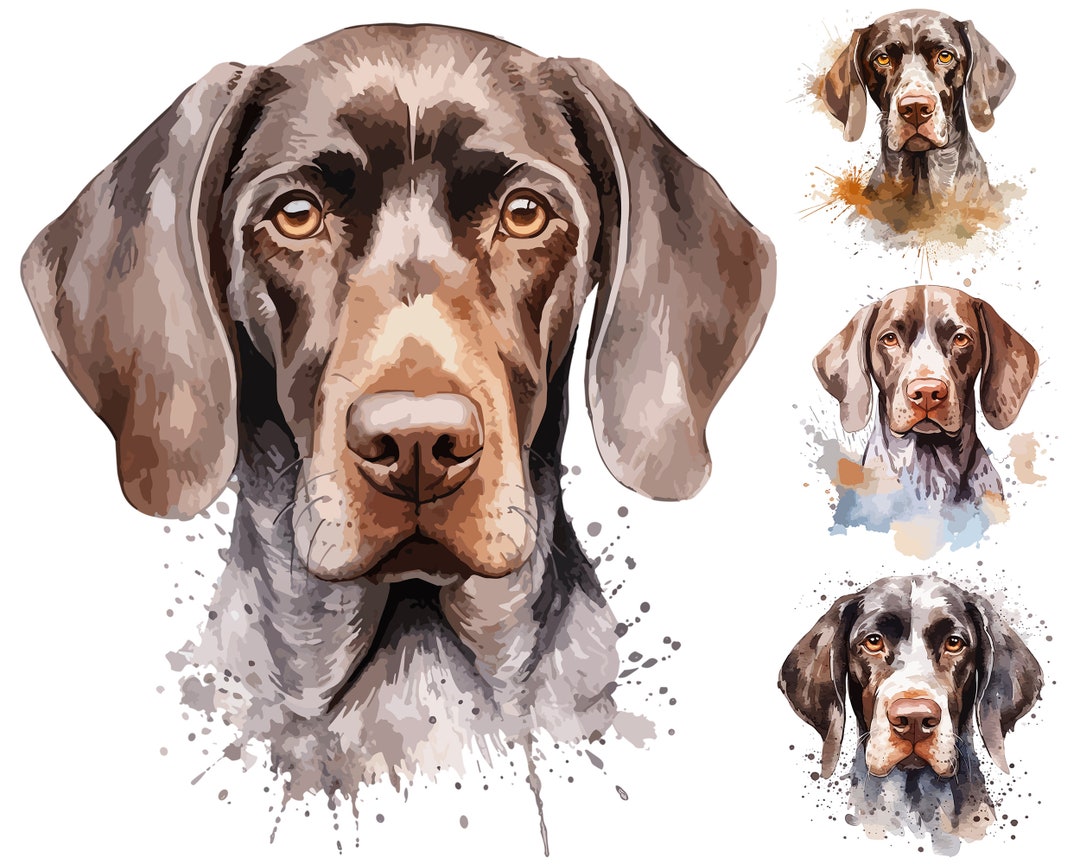 4 Watercolor German Pointer Clipart. German Shorthaired PNG. Instant ...