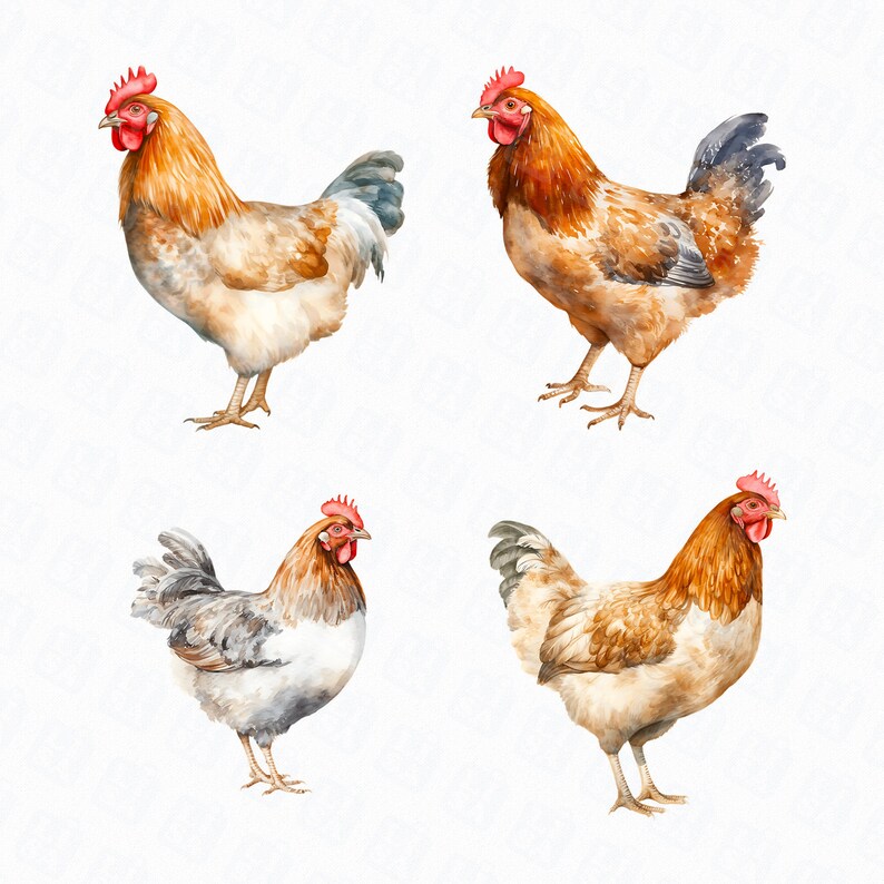 Watercolor Chicken Farm Png Rooster Clipart Farm Animals - Etsy