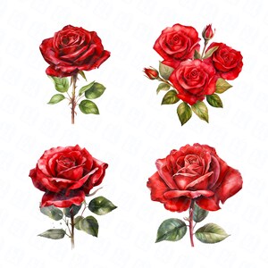 Watercolor Red Roses Clipart Single Rose, Red Rose Bouquet Digital ...