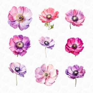 Watercolor Anemone Flower Png - Flower Illustration, Flowers Clipart ...