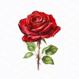 Watercolor Red Roses Png - Single Rose, Red Rose Bouquet Clipart ...