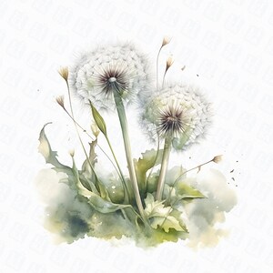 18 Watercolor Dandelion Clipart - Spring Wildflowers Images ...