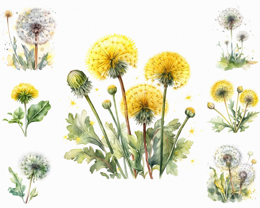 37 Watercolor Dandelion Print - Spring Wildflowers Images Scrapbooking ...