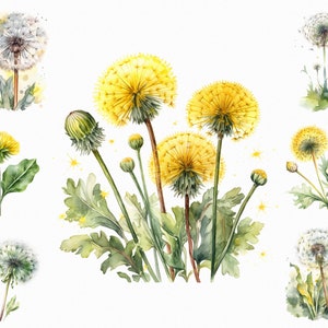 37 Watercolor Dandelion Print - Spring Wildflowers Images Scrapbooking ...