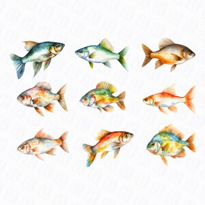Watercolor Freshwater Fish Png - Fishing Png, Fish Illustration ...