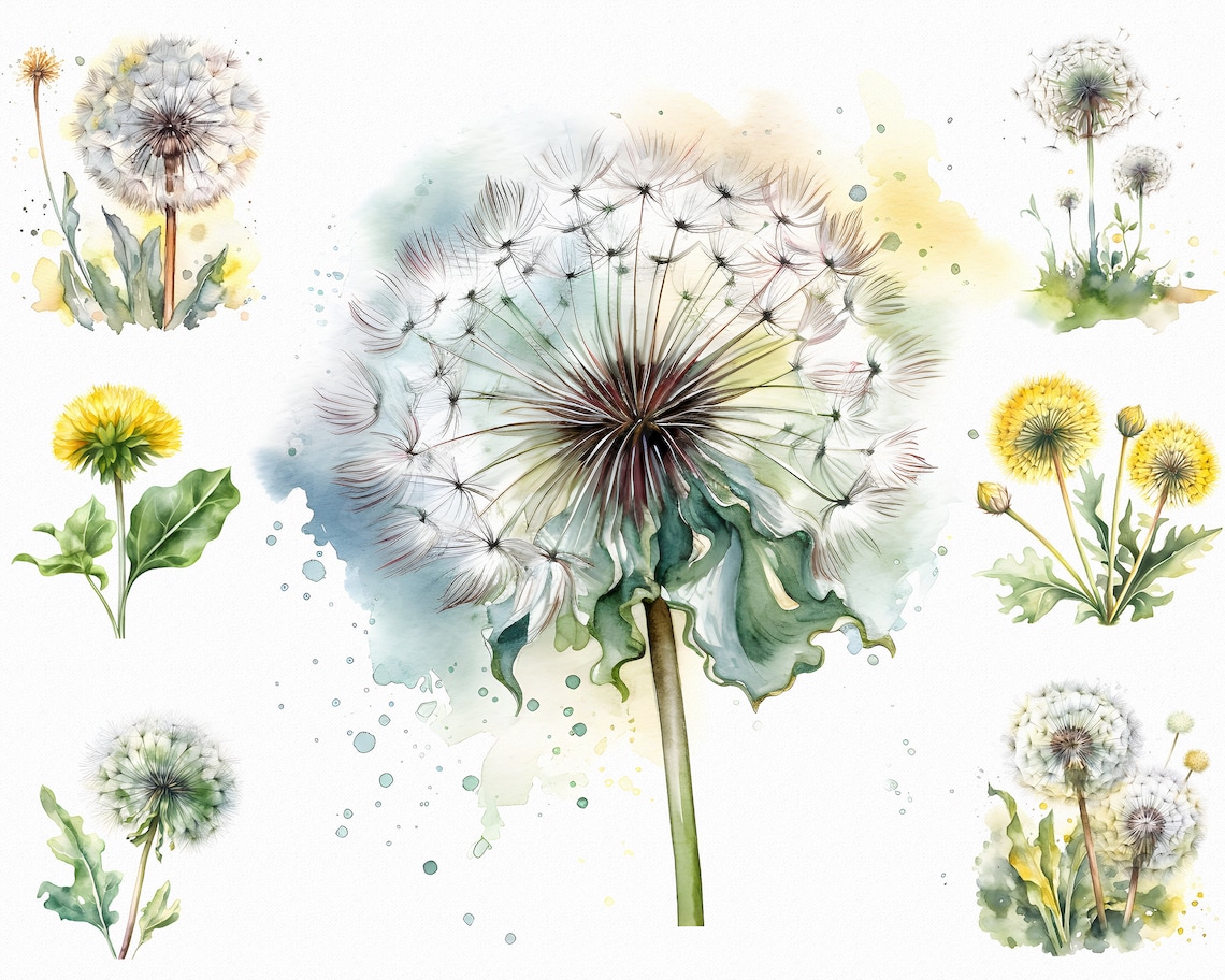 18 Watercolor Dandelion Clipart Spring Wildflowers Images - Etsy