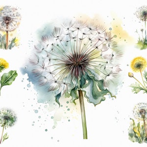 18 Watercolor Dandelion Clipart - Spring Wildflowers Images ...