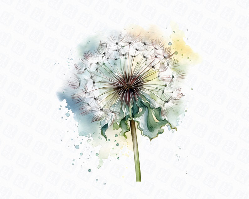 18 Watercolor Dandelion Clipart Spring Wildflowers Images - Etsy