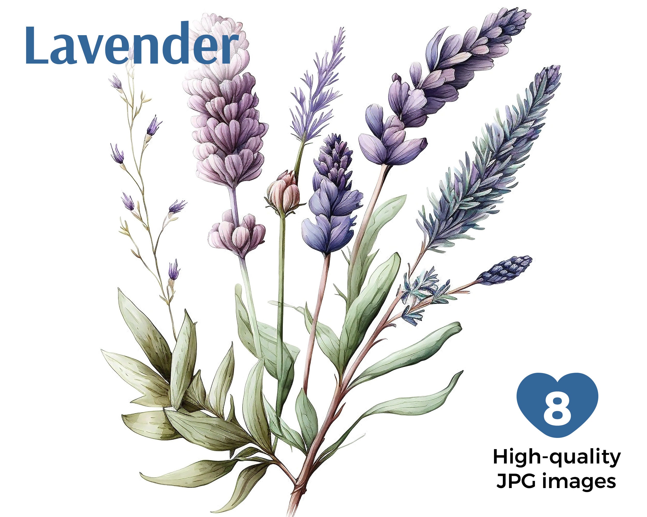 Watercolor Lavender Clipart 8 High Quality Jpgs Lavender - Etsy