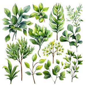 Watercolor Green Leaves Clipart, 8 High Quality Jpgs, Green Leaves Wall ...