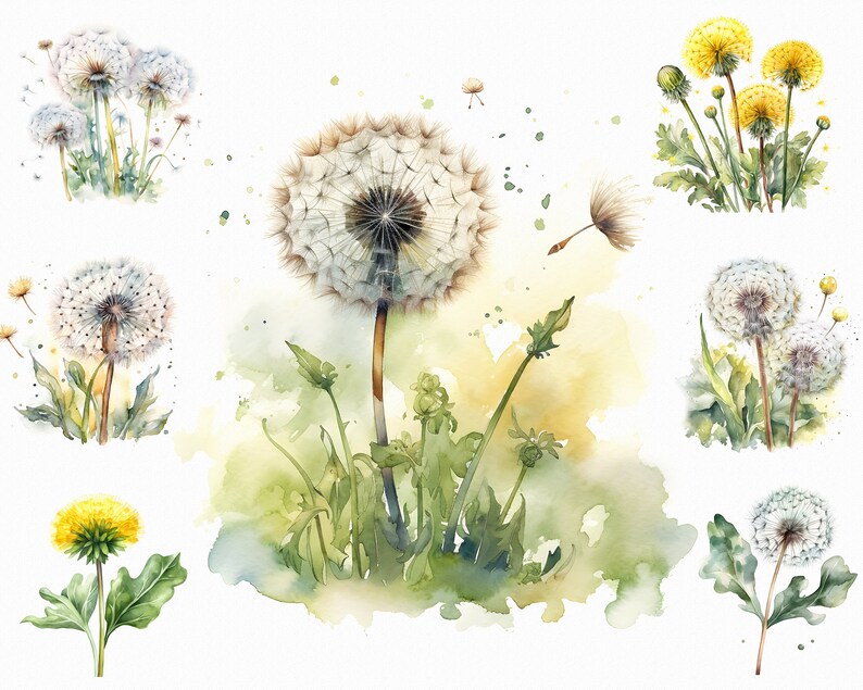 19 Watercolor Dandelion Clipart Spring Flowers Scrapbook - Etsy