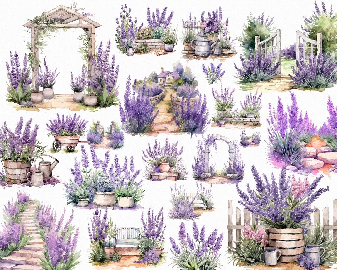 27 Watercolor Lavender Garden Png. Provence Lavender Clipart. Digital ...