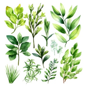 Watercolor Green Leaves Clipart, 8 High Quality Jpgs, Green Leaves Wall ...