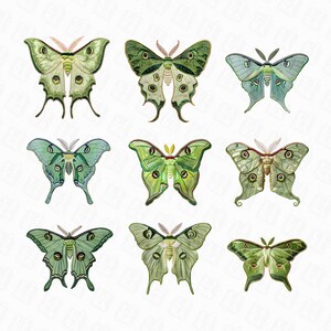 19 Embroidery Luna Moth Png Clipart - Digital Moth Illustrations Luna ...
