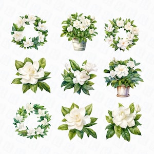 Watercolor Gardenia Png - White Flower Clipart, Gardenia Flower Png ...