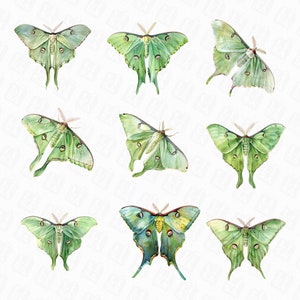 26 Luna Moth Png Clipart - Digital Moth Illustrations Luna Moth Designs ...