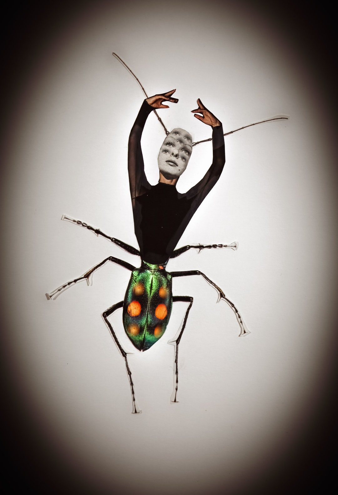 Collage - Collage Art - Portrait Art - Spider Art - Spider - Fine Art ...